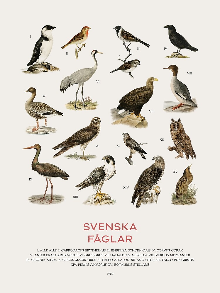 "Swedish Birds Educational Chart" Poster for Sale by Vintagrafica ...