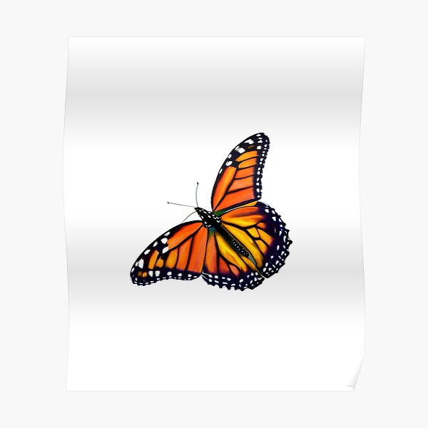 "Most beautiful butterfly" Poster for Sale by CorneliusDesign | Redbubble