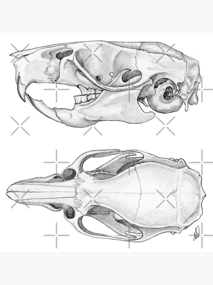 "rat skull pencil sketch" Poster for Sale by GorgeousScience | Redbubble