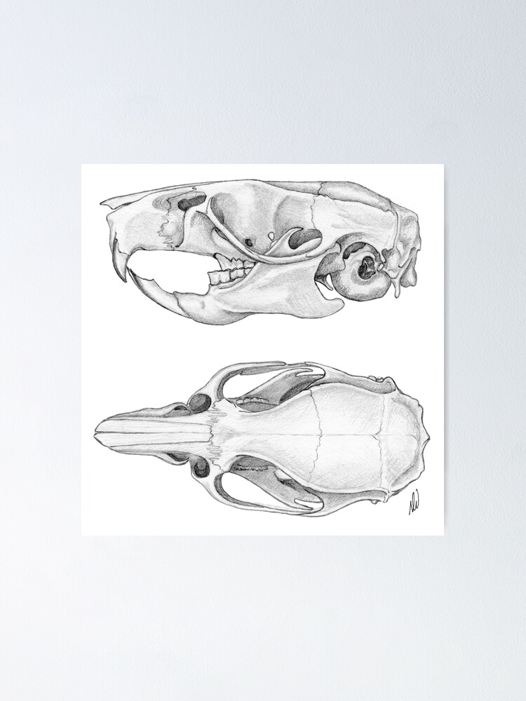 "rat skull pencil sketch" Poster for Sale by GorgeousScience | Redbubble