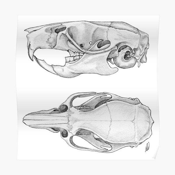"rat skull pencil sketch" Poster for Sale by GorgeousScience | Redbubble
