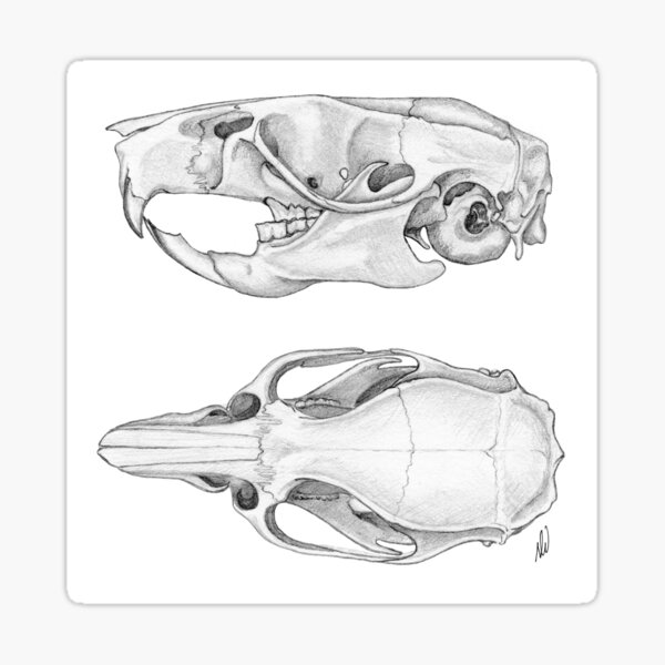 "rat skull pencil sketch" Sticker for Sale by GorgeousScience | Redbubble