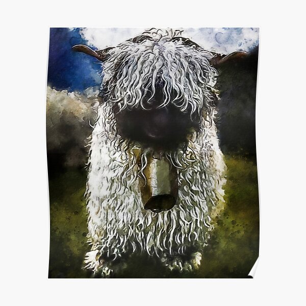 "Swiss Valais Blacknose Sheep, Fluffy Valais Blacknose Sheep Art, Cute ...