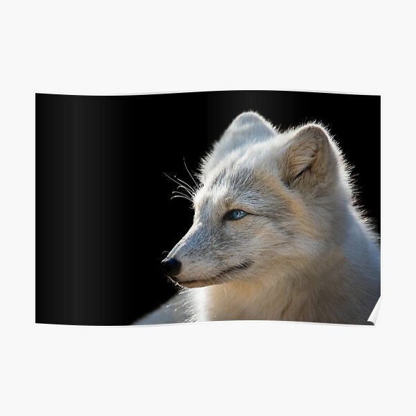 "Arctic Fox Wildlife Photography" Poster for Sale by AishamPhoto ...