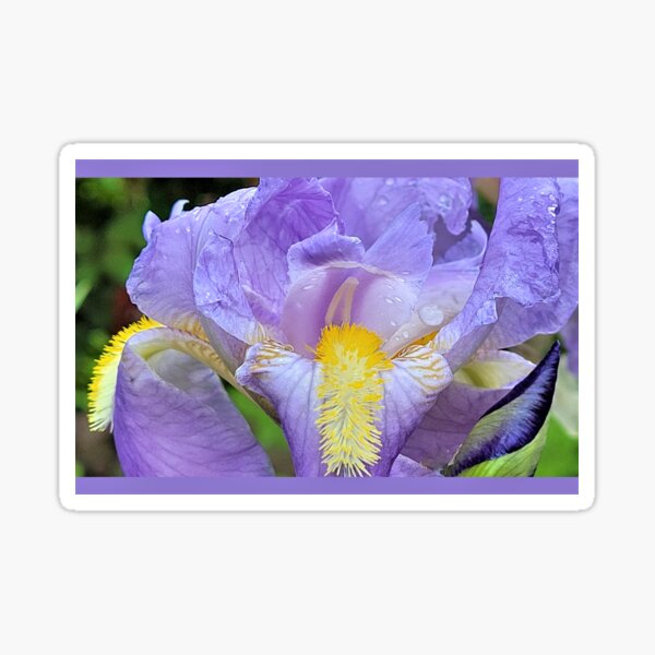 "Iris" Sticker for Sale by KBarrett-ForAwe | Redbubble