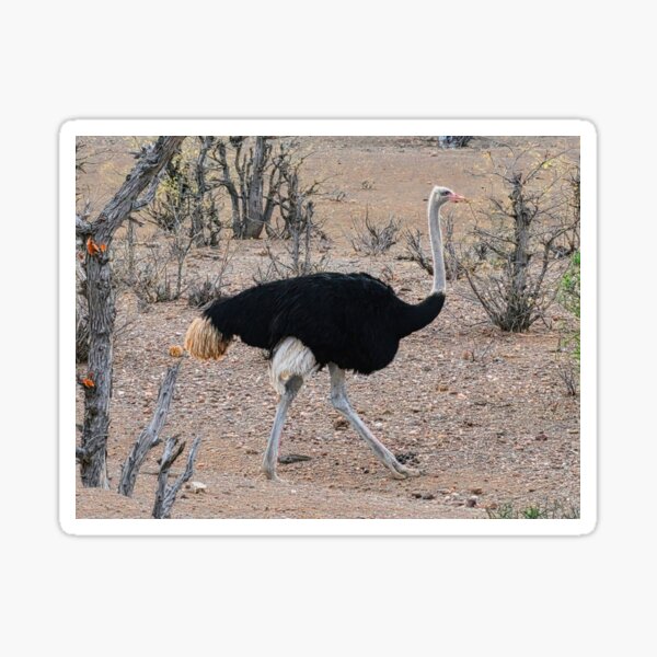 "Ostrich" Sticker for Sale by fineartimagery | Redbubble