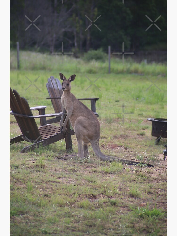 "Young buck kangaroo" Sticker for Sale by MSPhotography68 | Redbubble