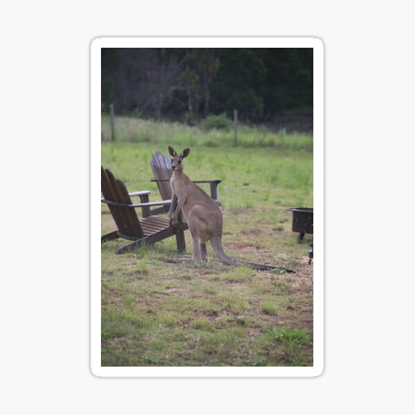 "Young buck kangaroo" Sticker for Sale by MSPhotography68 | Redbubble