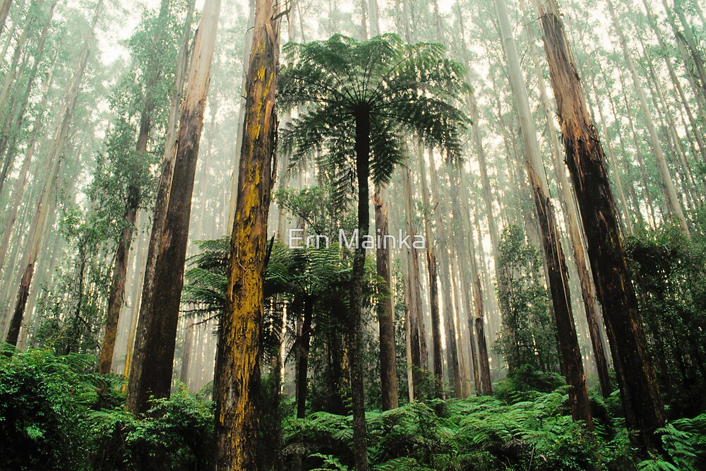 "Mountain Ash Forest." by Ern Mainka | Redbubble