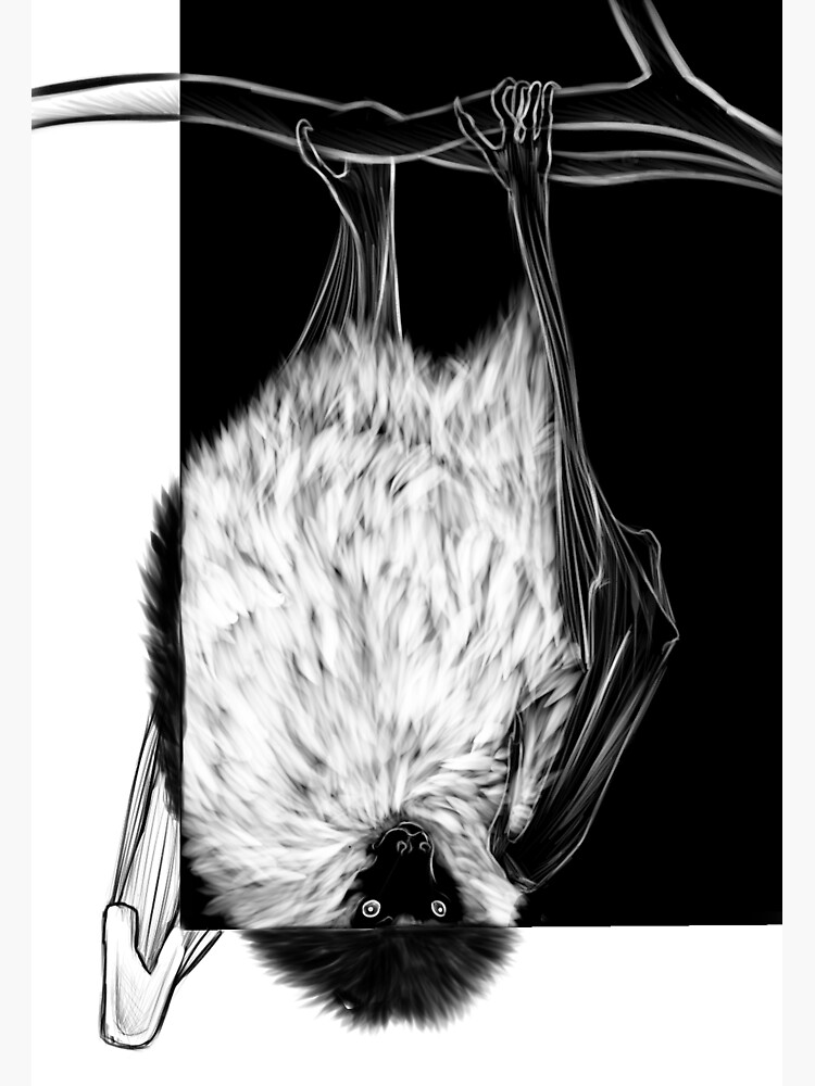 "X-ray Bat" Sticker for Sale by OlRazzDazz | Redbubble