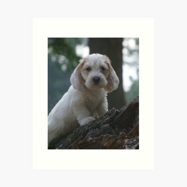 Pbgv Merch & Gifts for Sale | Redbubble