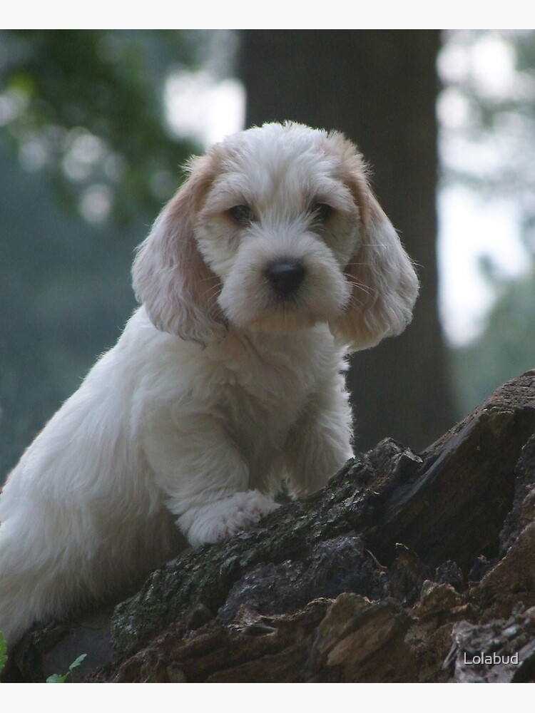 "PBGV Puppy" Photographic Print for Sale by Lolabud | Redbubble