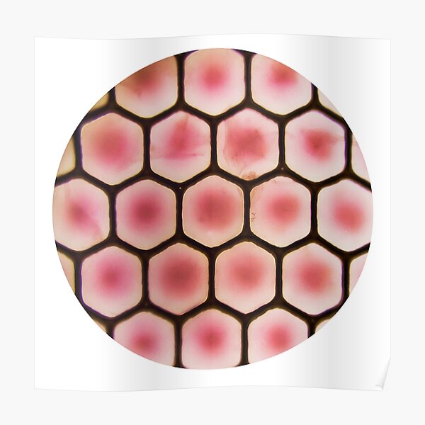 "Muscidae - Housefly Eye - Microscopy Photograph" Poster for Sale by ...