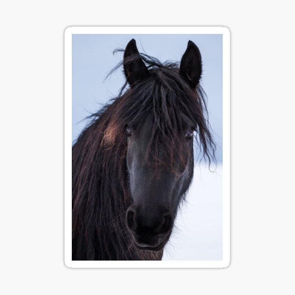 "Portrait beauty friesian horse in winter" Sticker for Sale by ...