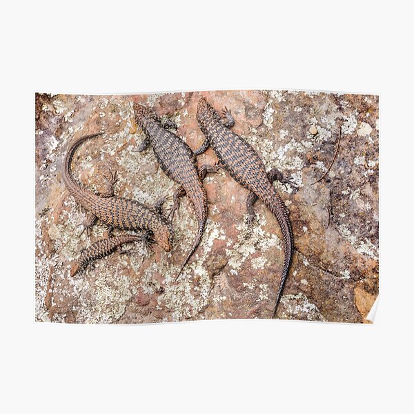 "Lizards in Formation" Poster for Sale by fotoWerner | Redbubble