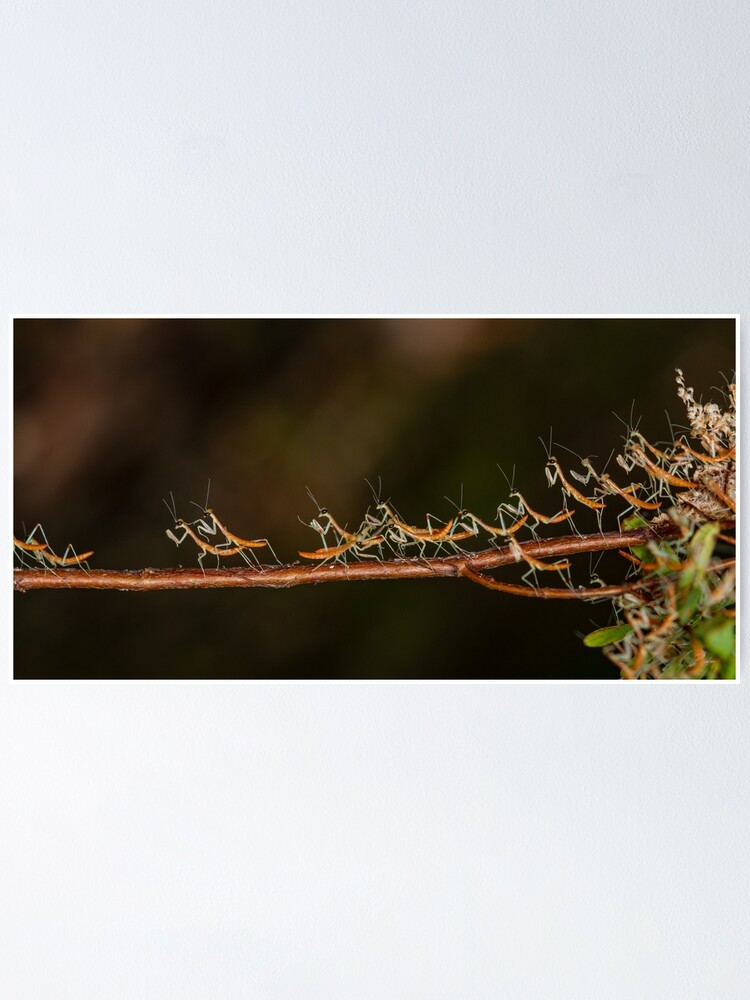 "Baby Mantis Parade" Poster for Sale by apsciencebydan | Redbubble