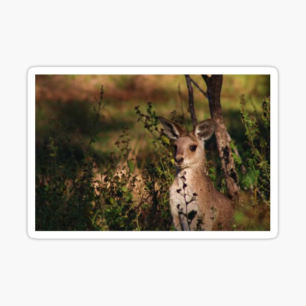 "Australian Outback Native Kangaroo Wallaby Photograph" Sticker for ...