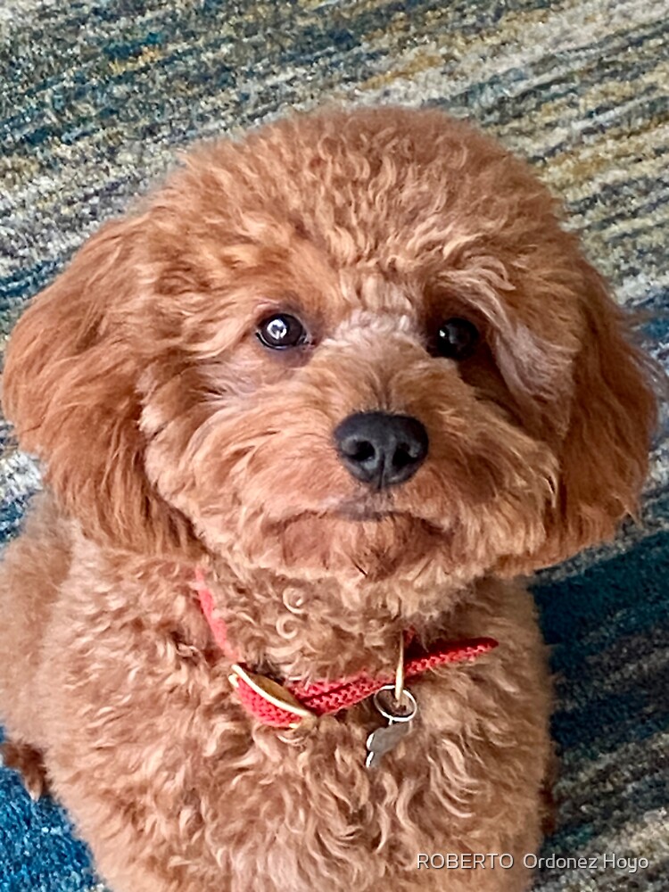 "Jared" Sticker for Sale by BOBBYBABE | Redbubble