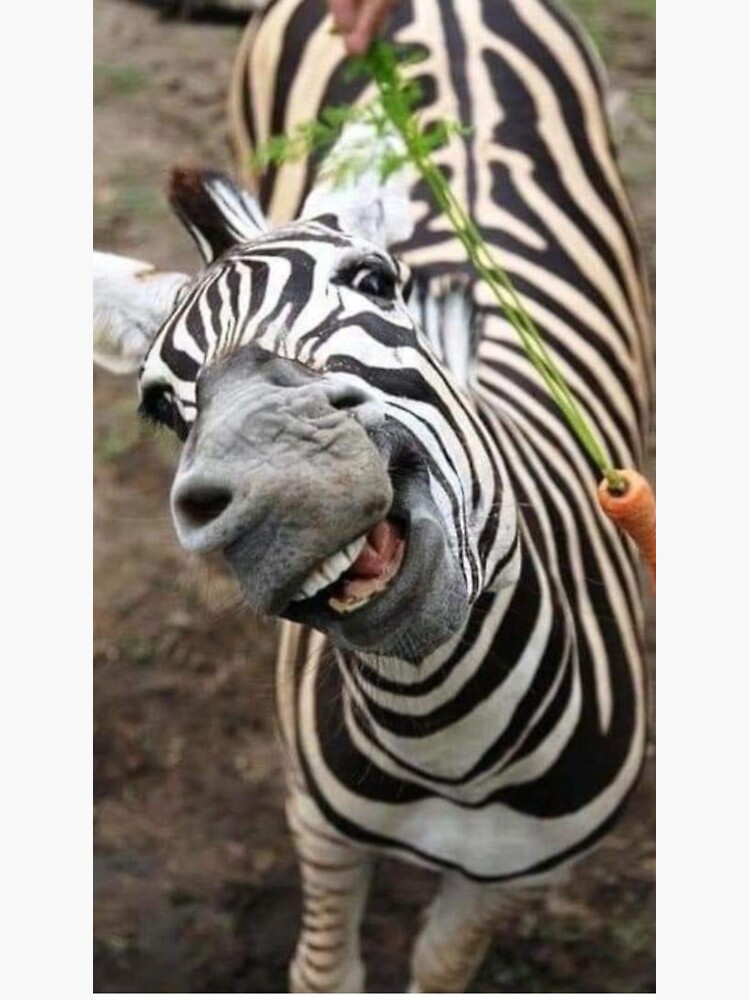 "zebra smiling happy" Sticker for Sale by birdshitz | Redbubble