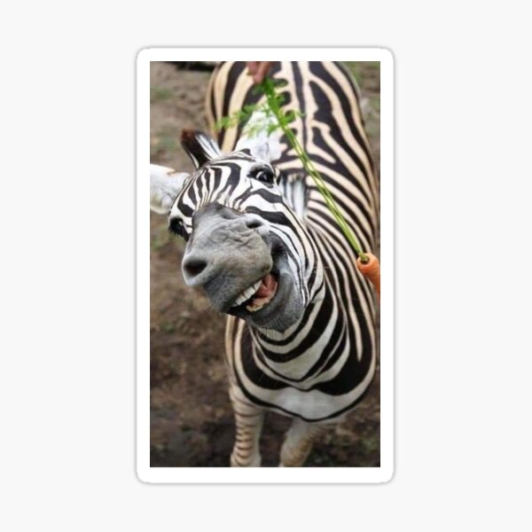 "zebra smiling happy" Sticker for Sale by birdshitz | Redbubble