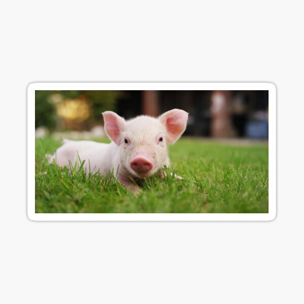 "Little Baby Piglet Pig" Sticker for Sale by DV-LTD | Redbubble