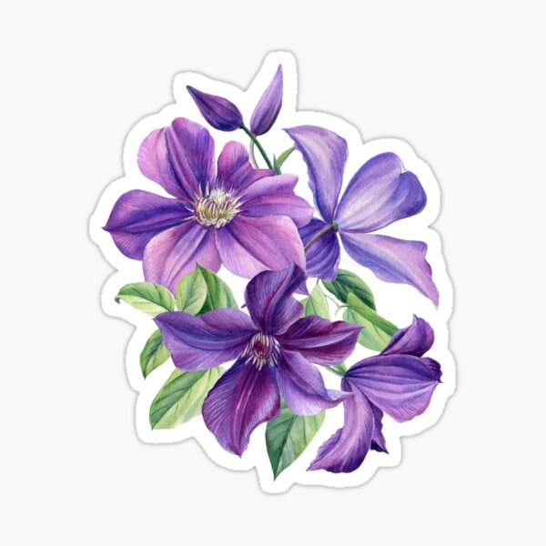 "watercolor clematis flowers and leaves " Sticker for Sale by ...