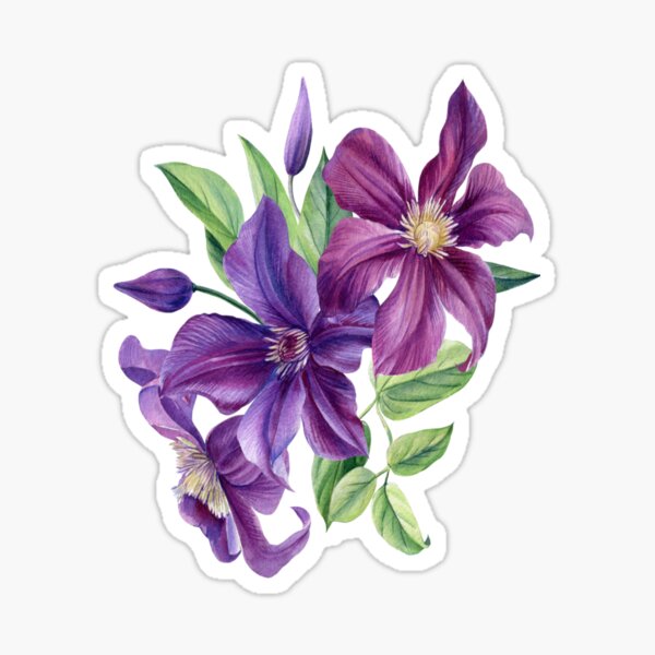 "watercolor clematis flowers and leaves " Sticker for Sale by ...