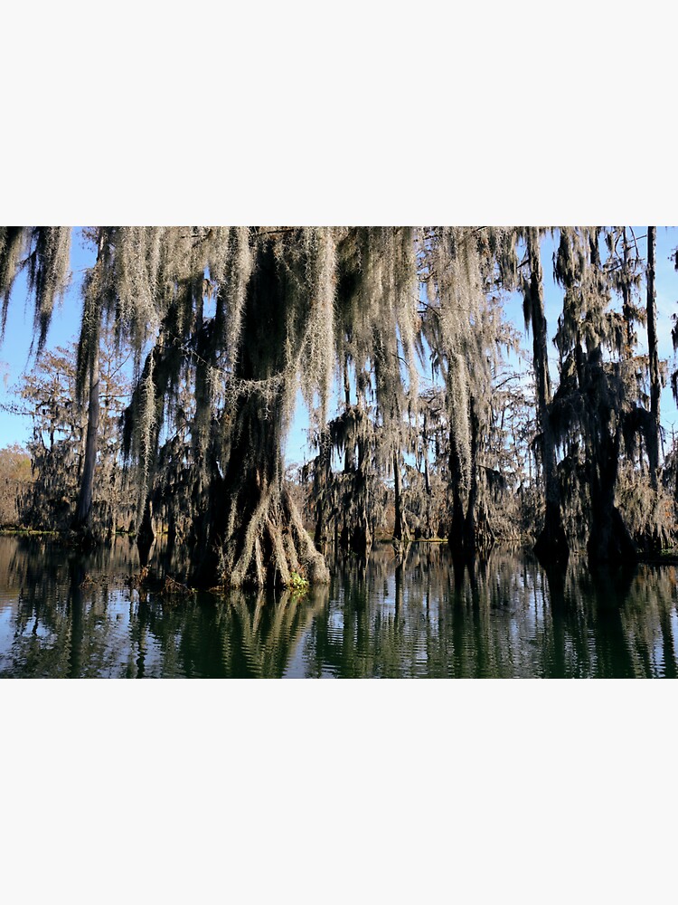 "Lake Martin swamp in Breaux Bridge Louisiana." Sticker for Sale by ...