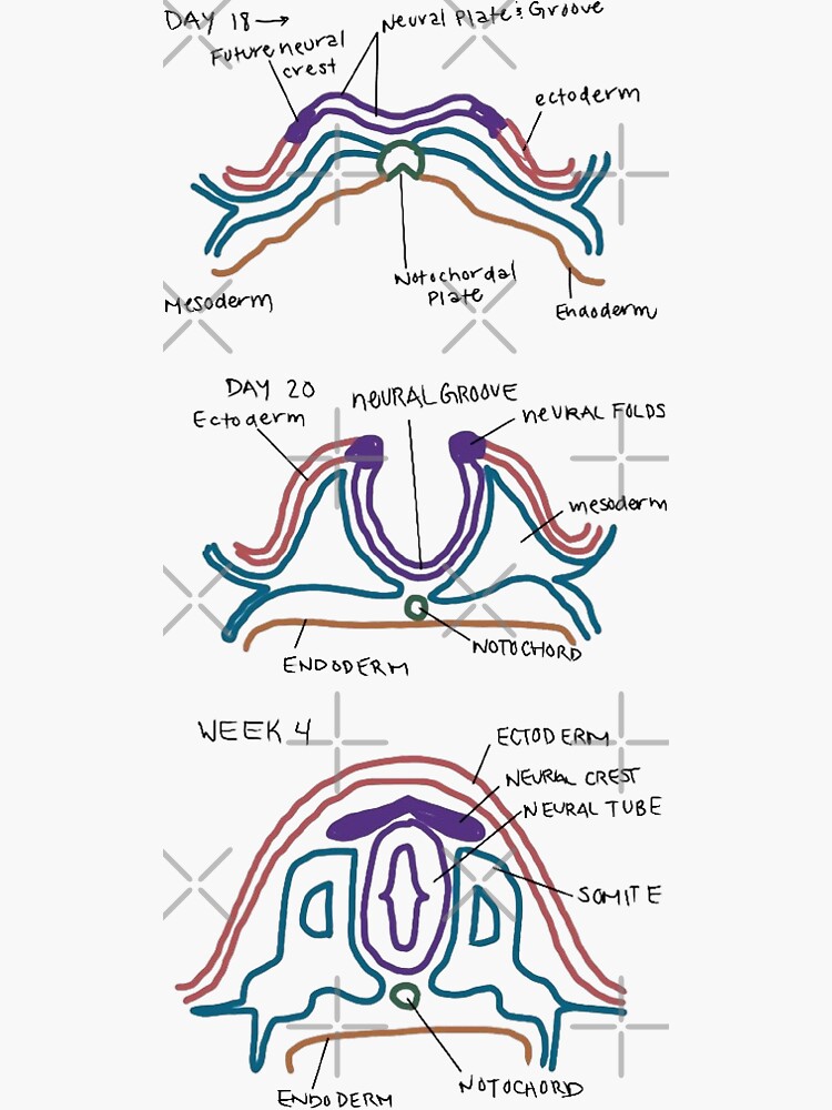 "Neural Tube Development Sticker " Sticker for Sale by Ej-south | Redbubble