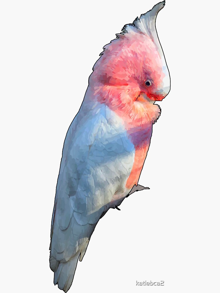"Adorable Snuggling Galah Bird" Sticker for Sale by katiebca2 | Redbubble