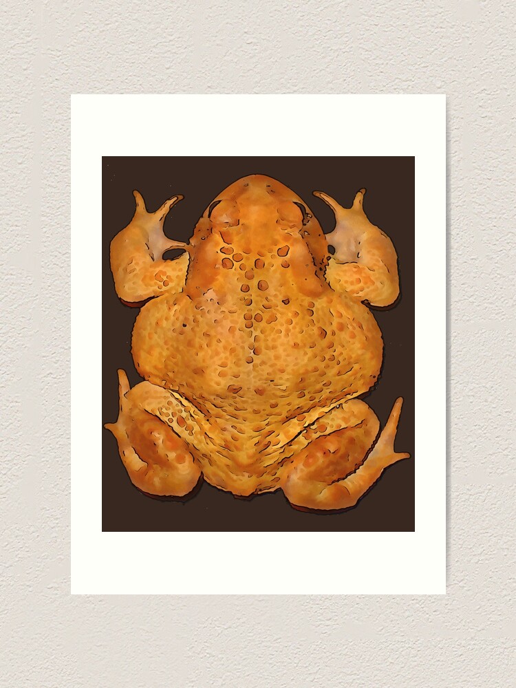 "Anatomy of A Toad Black Outline Art" Art Print for Sale by taiche ...