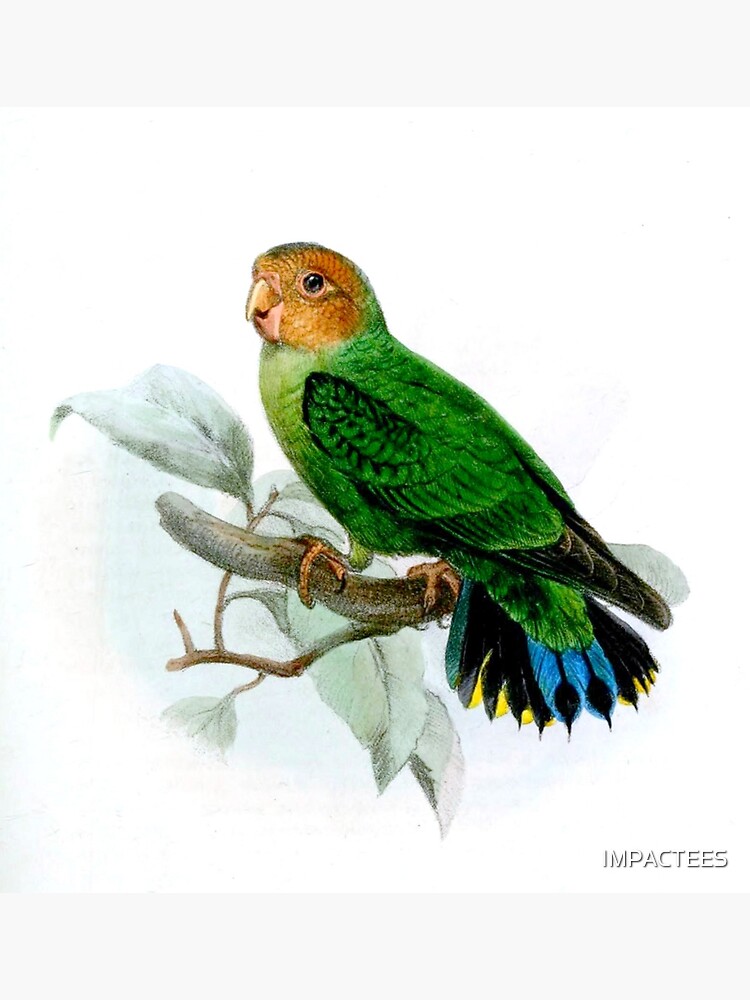 "Buff-faced pygmy parrot" Poster for Sale by IMPACTEES | Redbubble