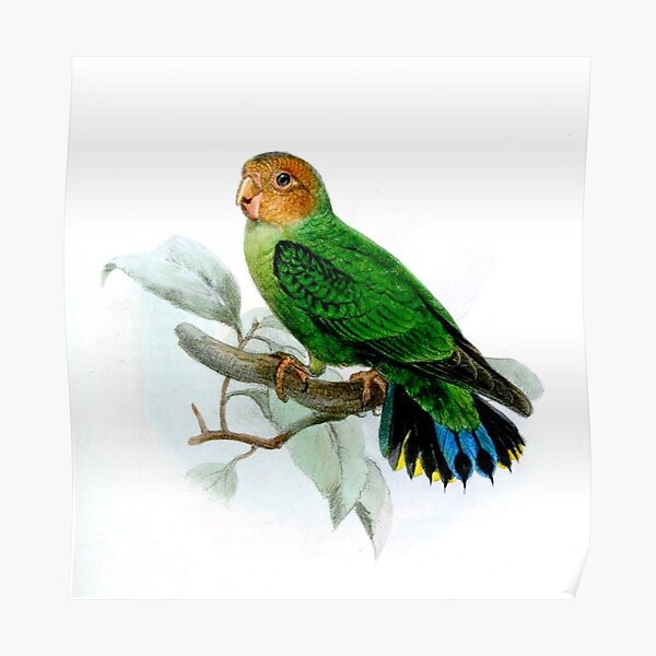 "Buff-faced pygmy parrot" Poster for Sale by IMPACTEES | Redbubble