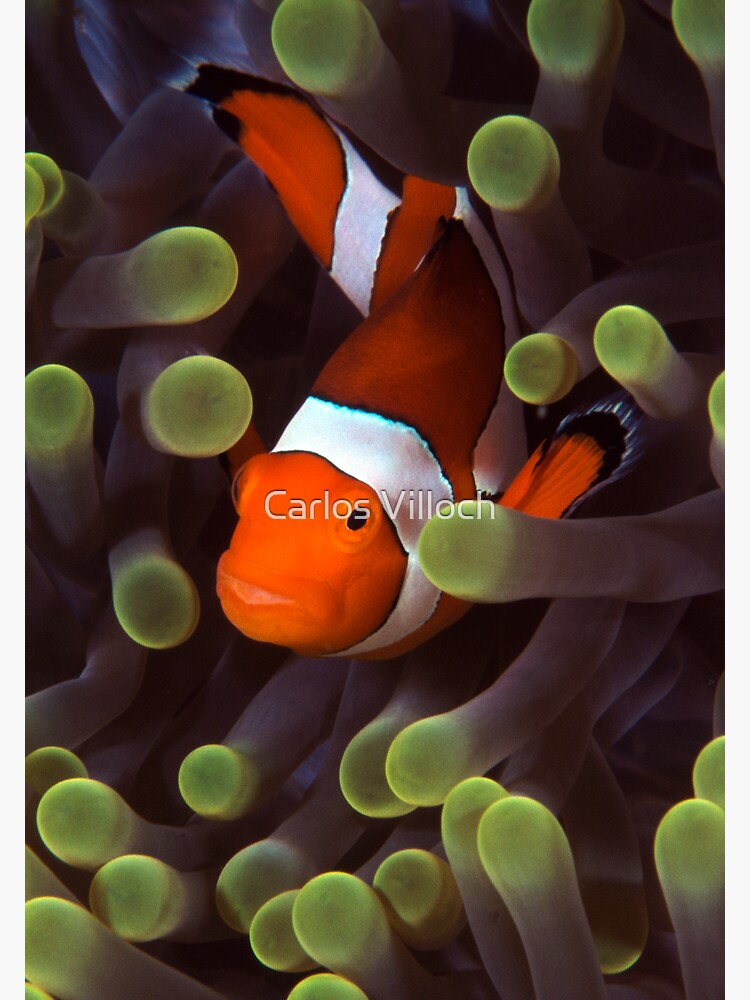 "Clownfish" Poster by underwaterart | Redbubble