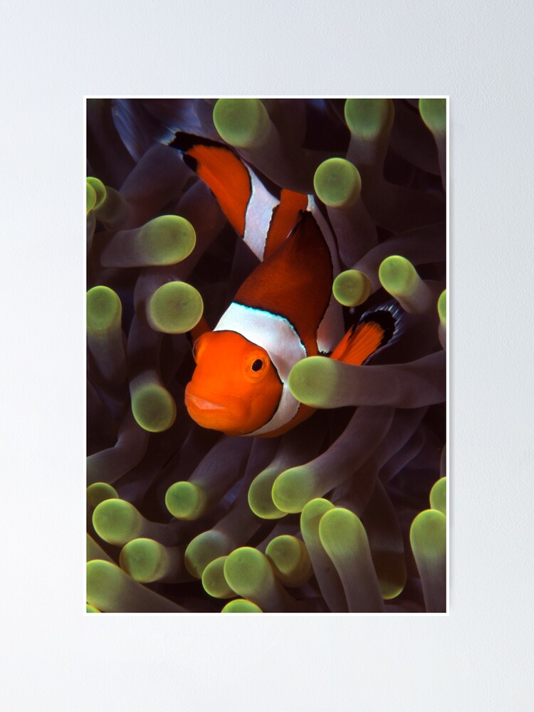 "Clownfish" Poster by underwaterart | Redbubble