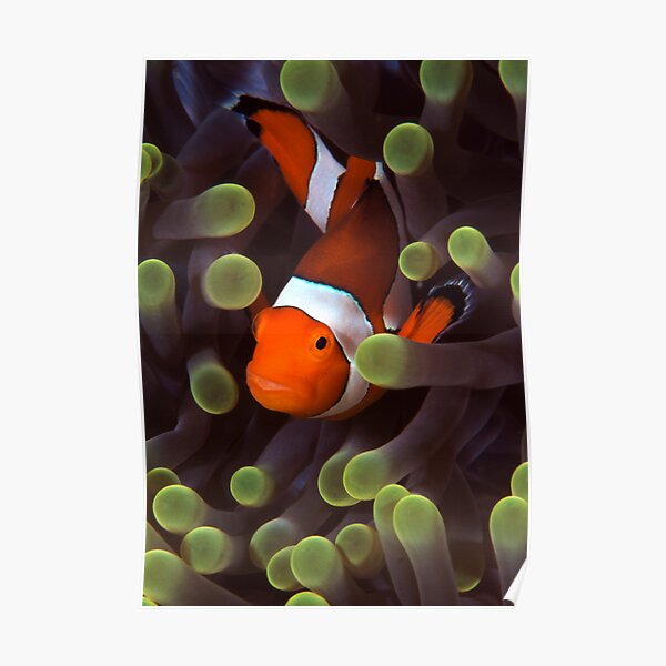 "Clownfish" Poster by underwaterart | Redbubble