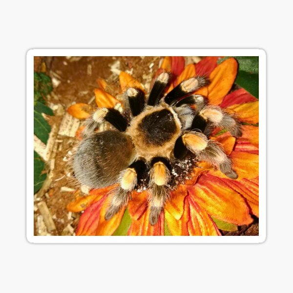 "Mexican Red Knee Tarantula" Sticker for Sale by Benzinac | Redbubble