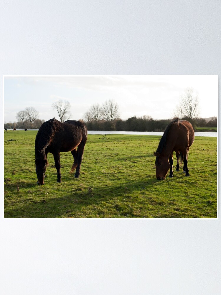 "grazing on Wolvercote common" Poster for Sale by camillaskye | Redbubble