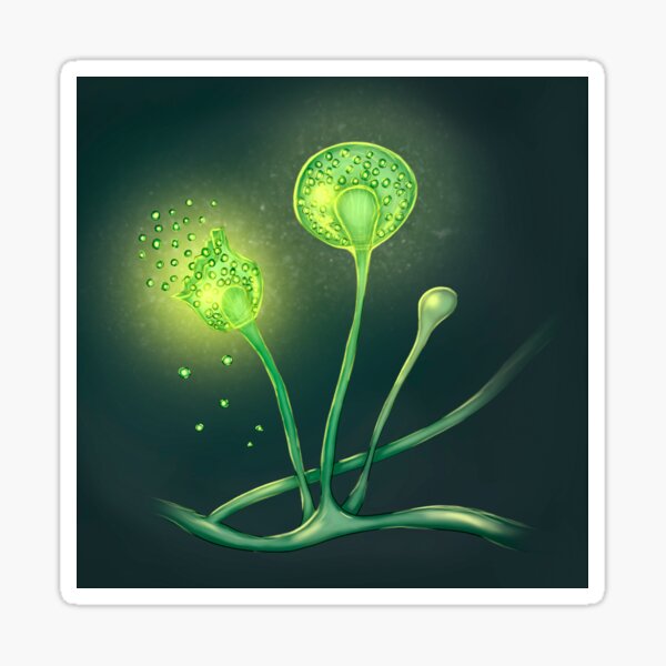 "Mucor mold, black fungus" Sticker for Sale by DrMicrobe | Redbubble