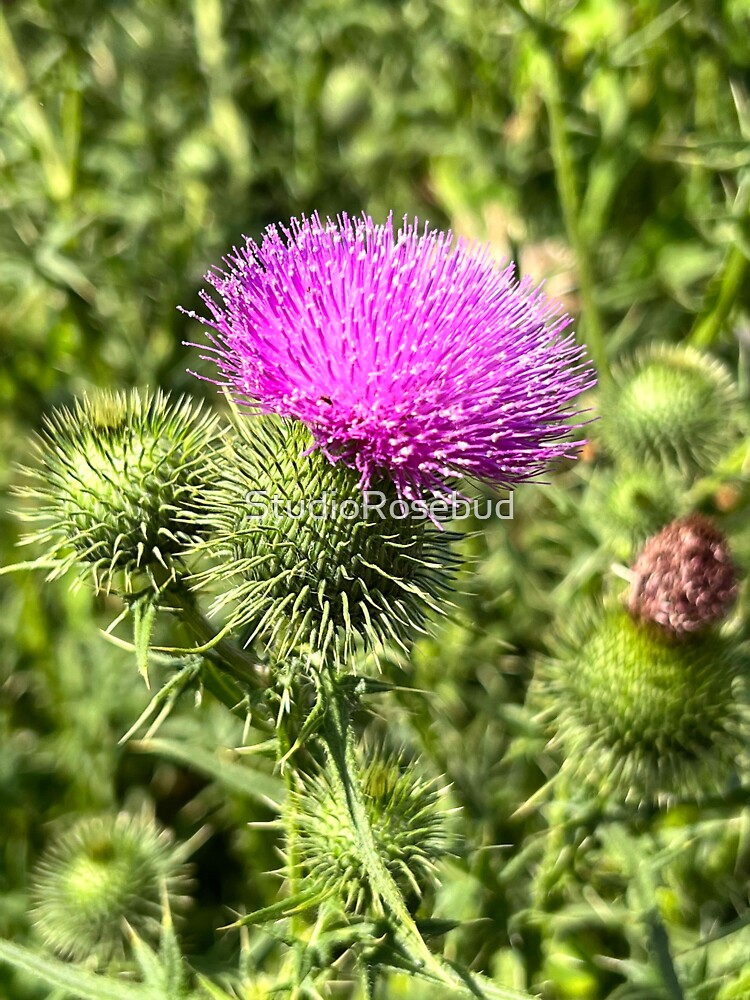 "Thistle Bush" Sticker for Sale by StudioRosebud | Redbubble