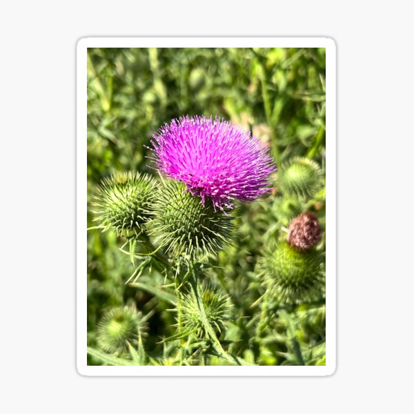 "Thistle Bush" Sticker for Sale by StudioRosebud | Redbubble