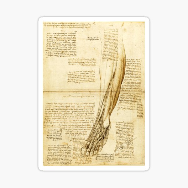 "Muscles and Tendons of the lower leg and foot, 1511" Sticker for Sale ...