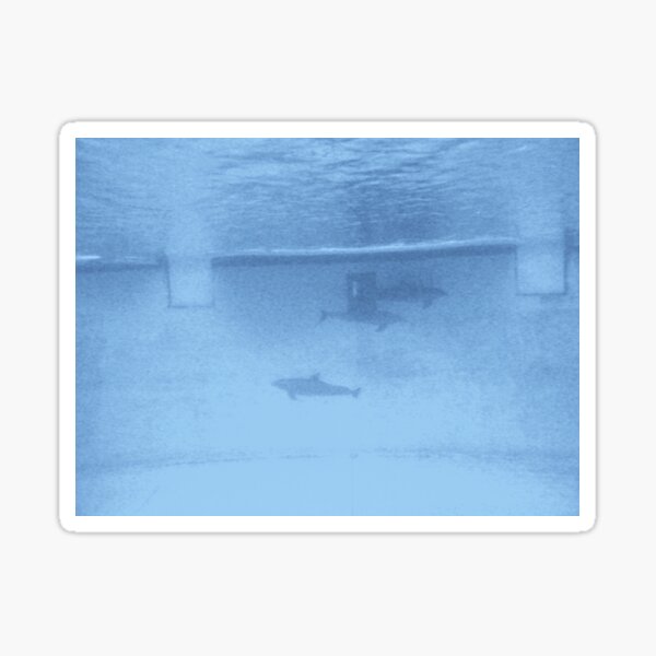 "Sharks in Pool" Sticker for Sale by printplanet | Redbubble