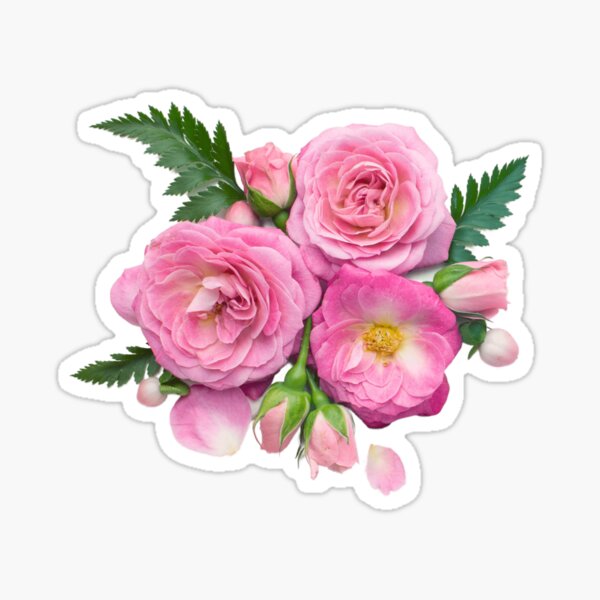 "Pink Roses" Sticker for Sale by Ghanshyam03 | Redbubble