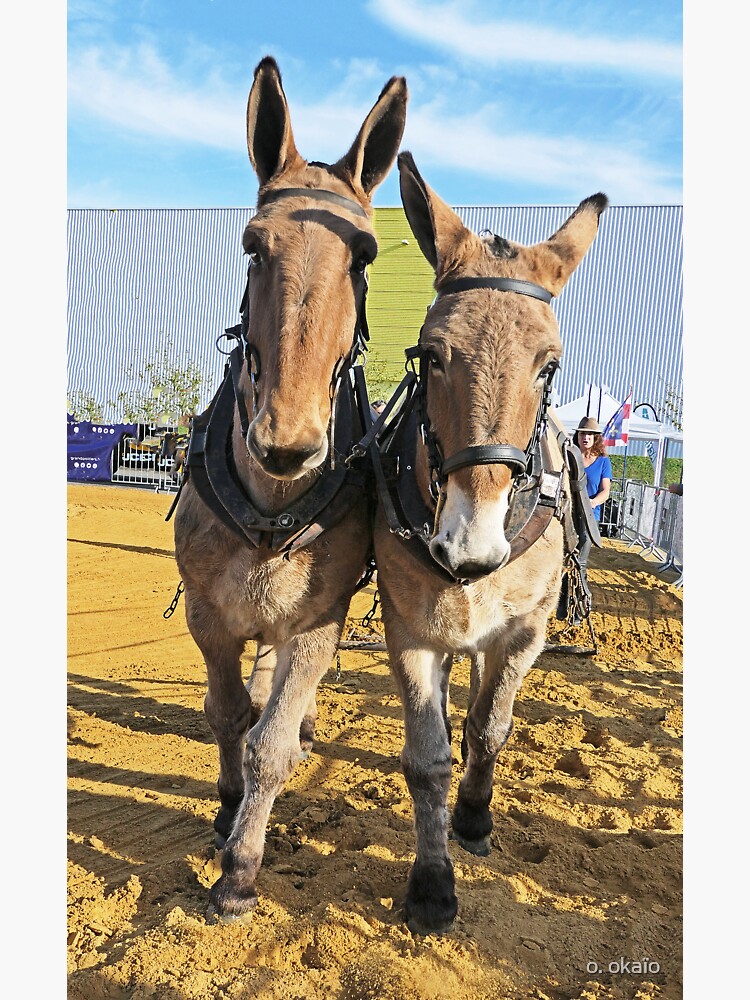 "r3566 / finition 2022 - 5 - La Ferme s'invite: Poitiers 2022 " - Okaio ...