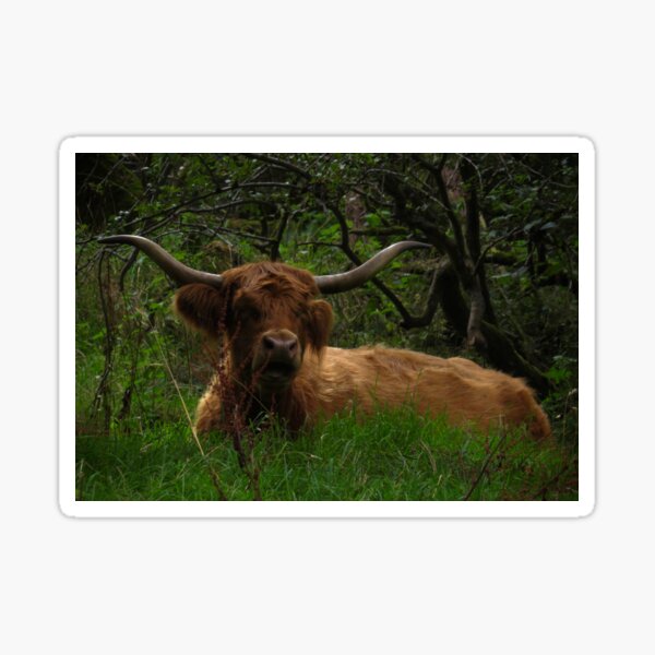 "Highland Cow" Sticker for Sale by LCM-photography | Redbubble