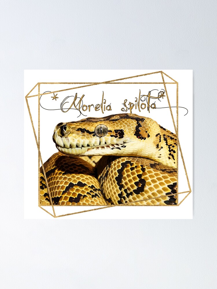 "Carpet Python (Morelia spilota variegata) Design" Poster for Sale by ...