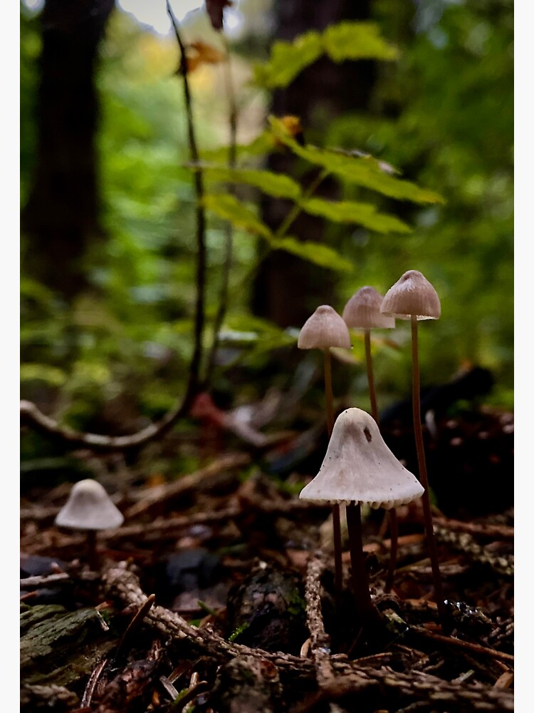 "Mushrooms" Sticker for Sale by LCM-photography | Redbubble