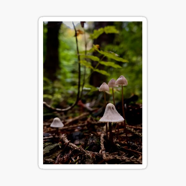 "Mushrooms" Sticker for Sale by LCM-photography | Redbubble