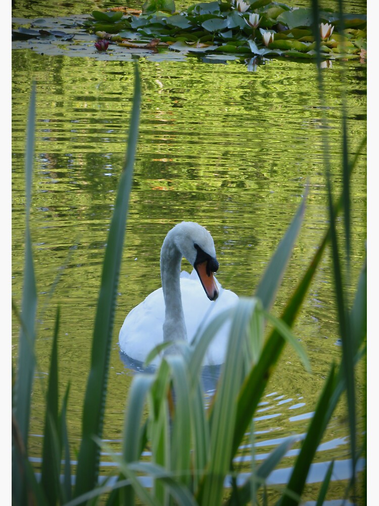 "Swan" Sticker for Sale by LCM-photography | Redbubble